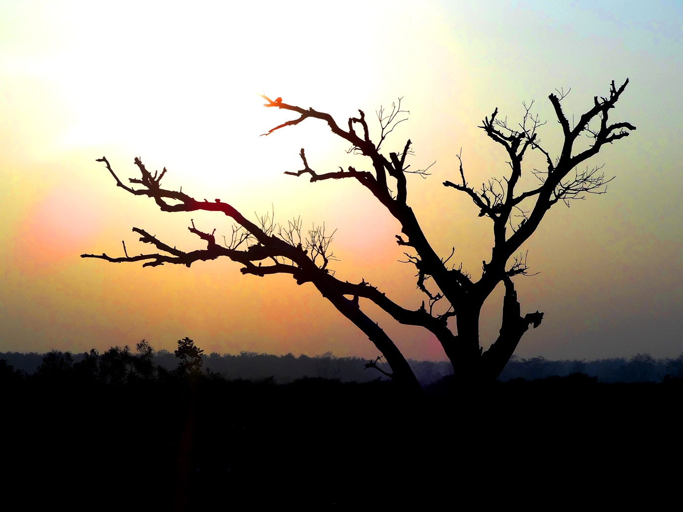 Hunter turns into Conservationist: Story of Jim Corbett National Park